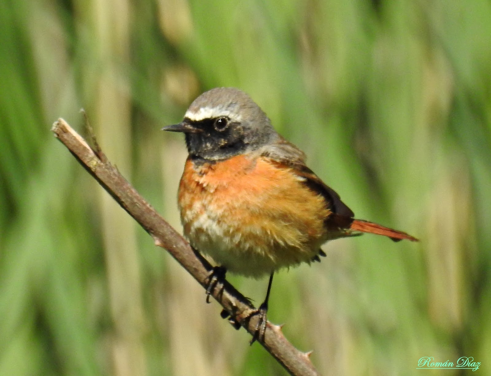 Fotoafición Román: Colirrojo real. (Phoenicurus phoenicurus)