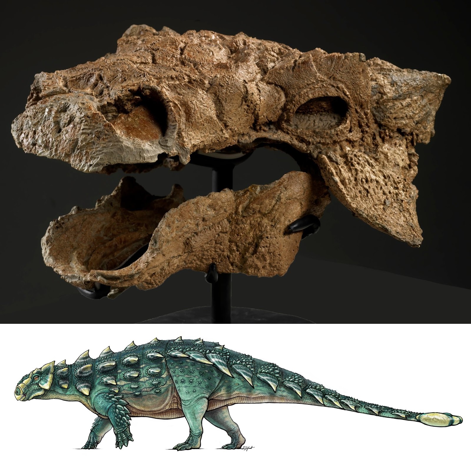 Species New to Science: [Paleontology • 2017] Zuul crurivastator • A ...