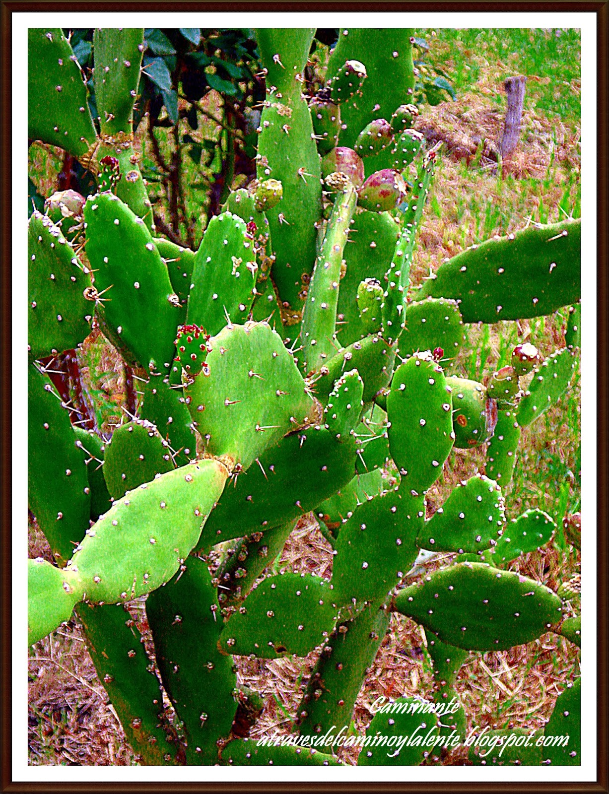 A través del camino y la lente: TUNAS