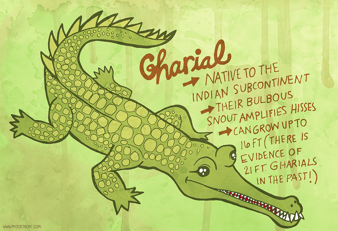 My Zoetrope: 101: Gharial