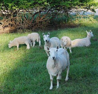 Miniature Cheviot Sheep