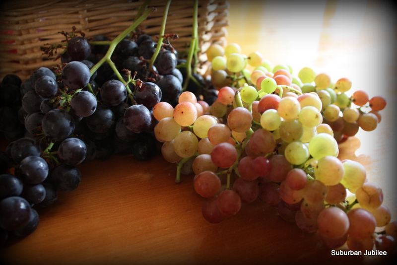 Suburban Jubilee: Old Fashioned Grapes - With Seeds!