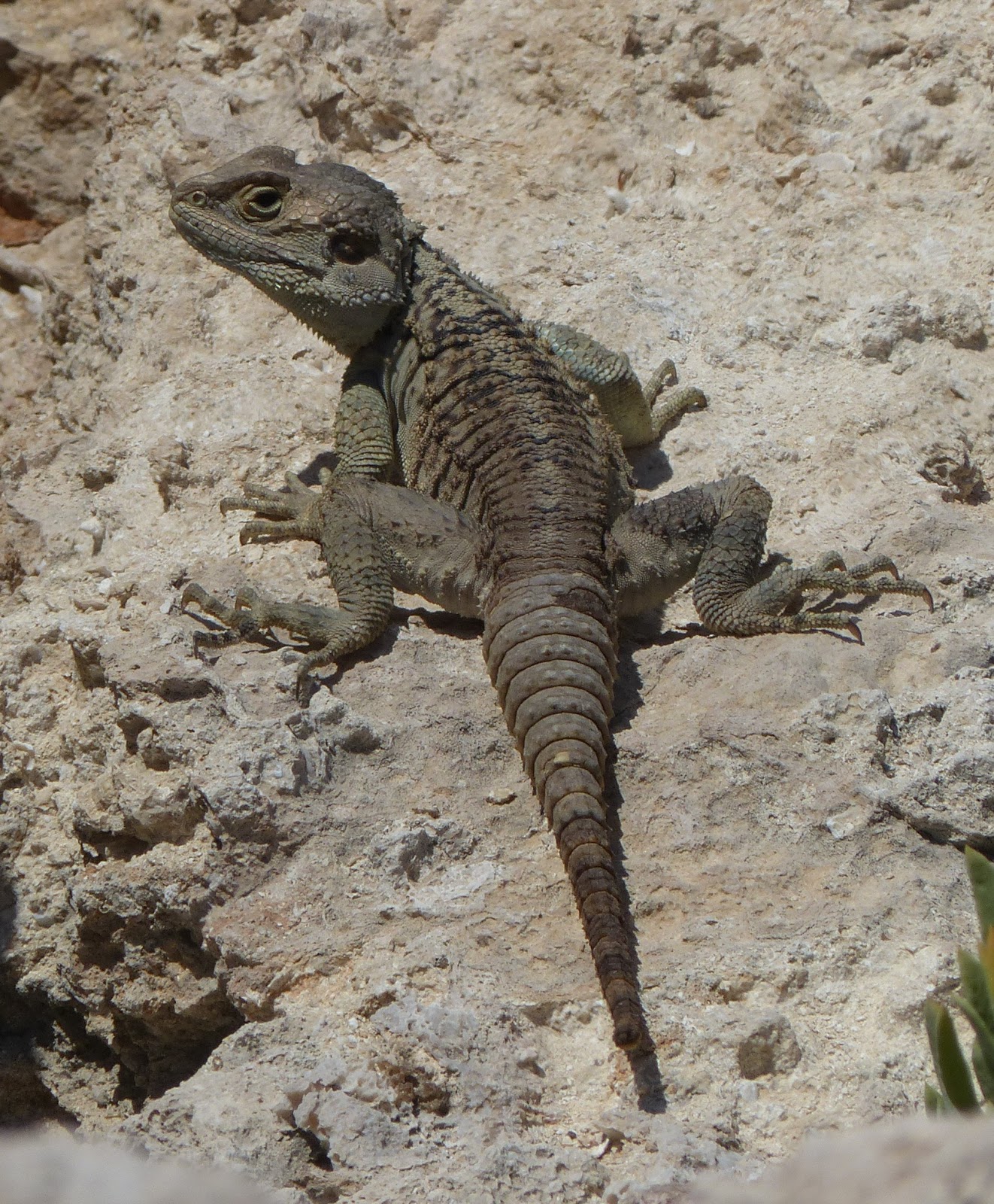 A Field Notebook: August 2017