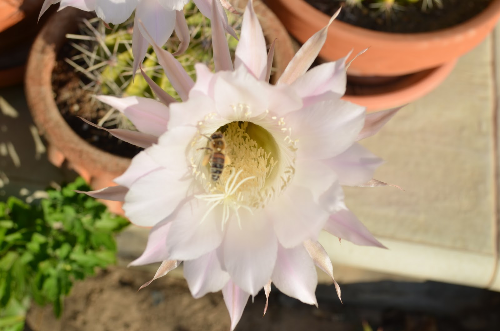 Jurnal de gradina: Flori de cactus si-o zorea