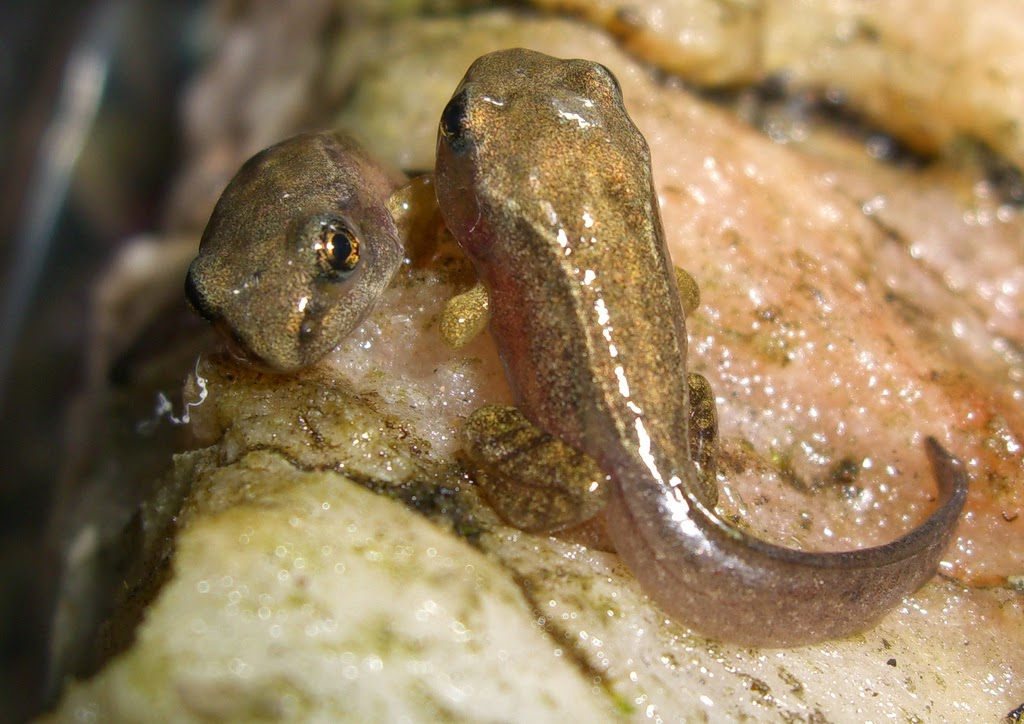 Species of UK: Week 45: Common Frog (‘Rana temporaria’)