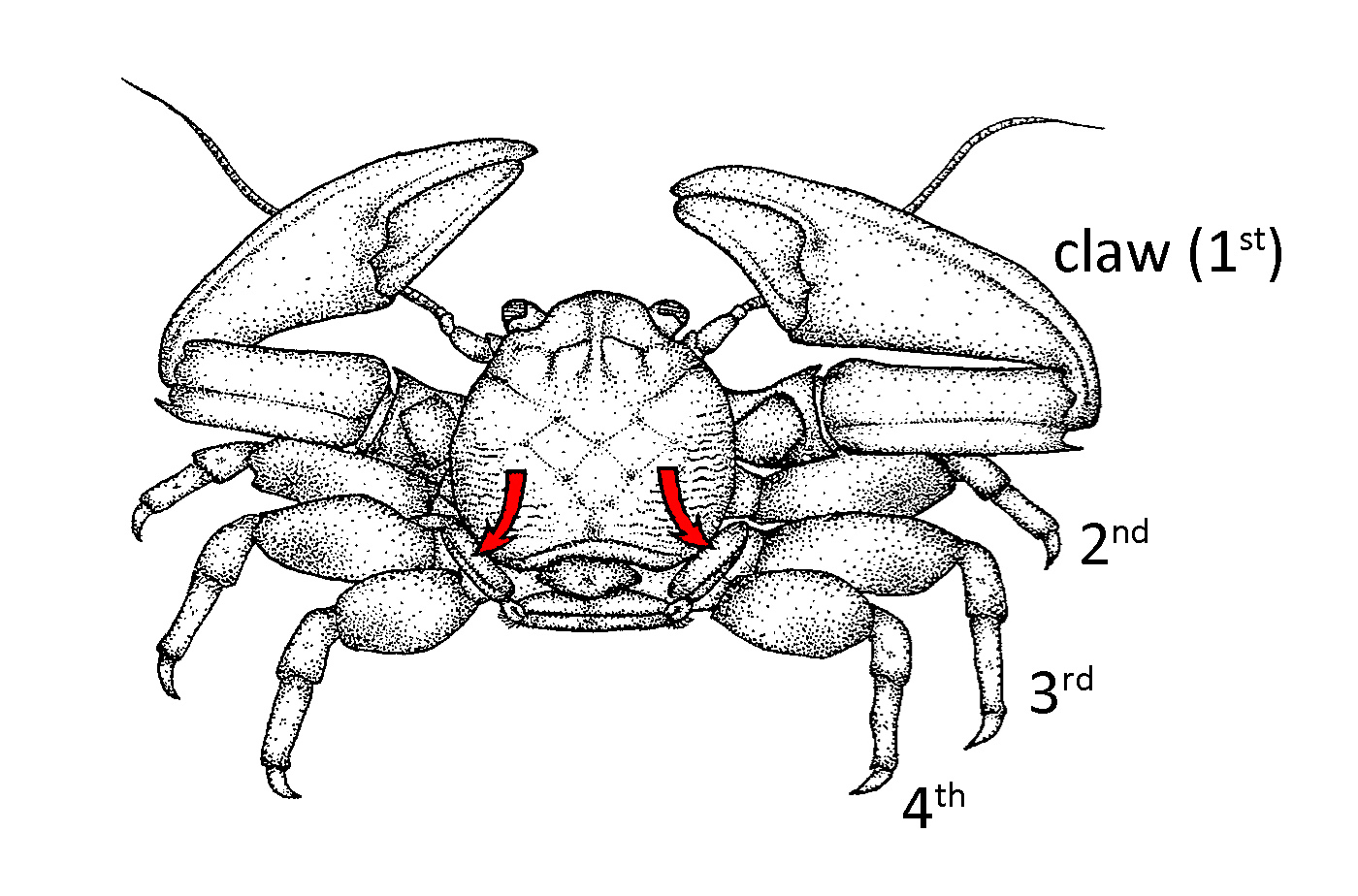 The Natural History of Bodega Head: March 2018