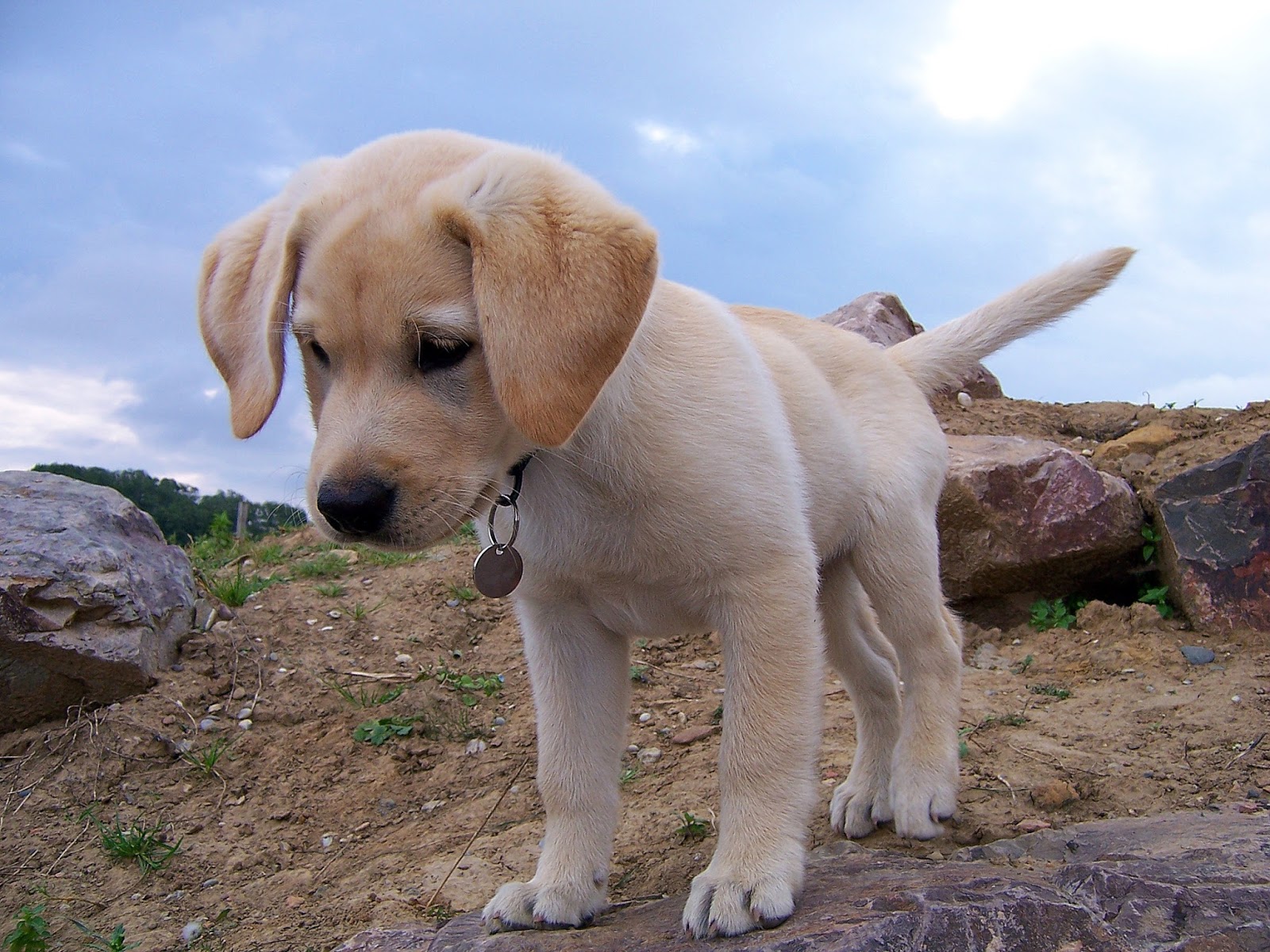 Manténlo sano con una dieta equilibrada - El labrador retriever