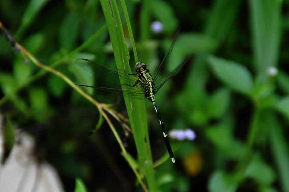 PEPATUNG DAN PINGGANG | AKU ANAK PAHANG