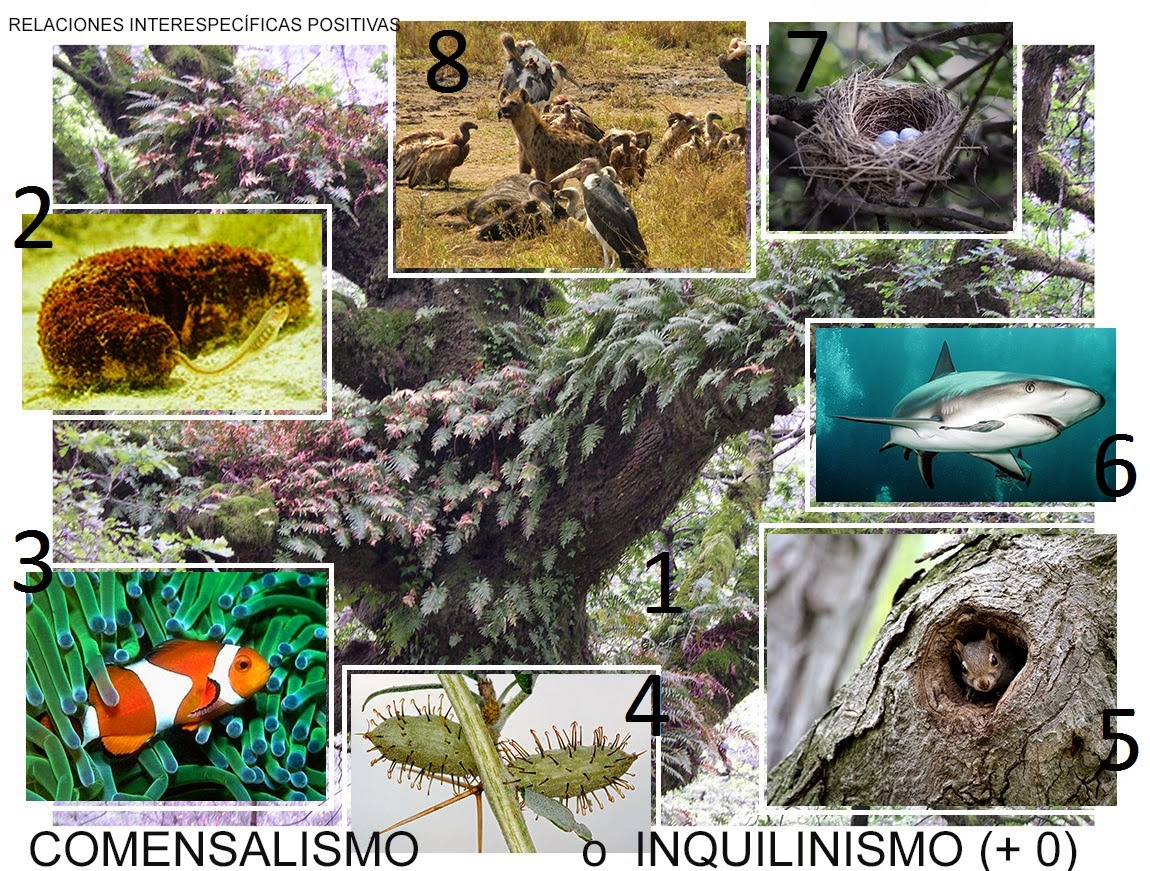 CURIOSIDADES CIENTÍFICAS : COMENSALISMO o INQUILINISMO