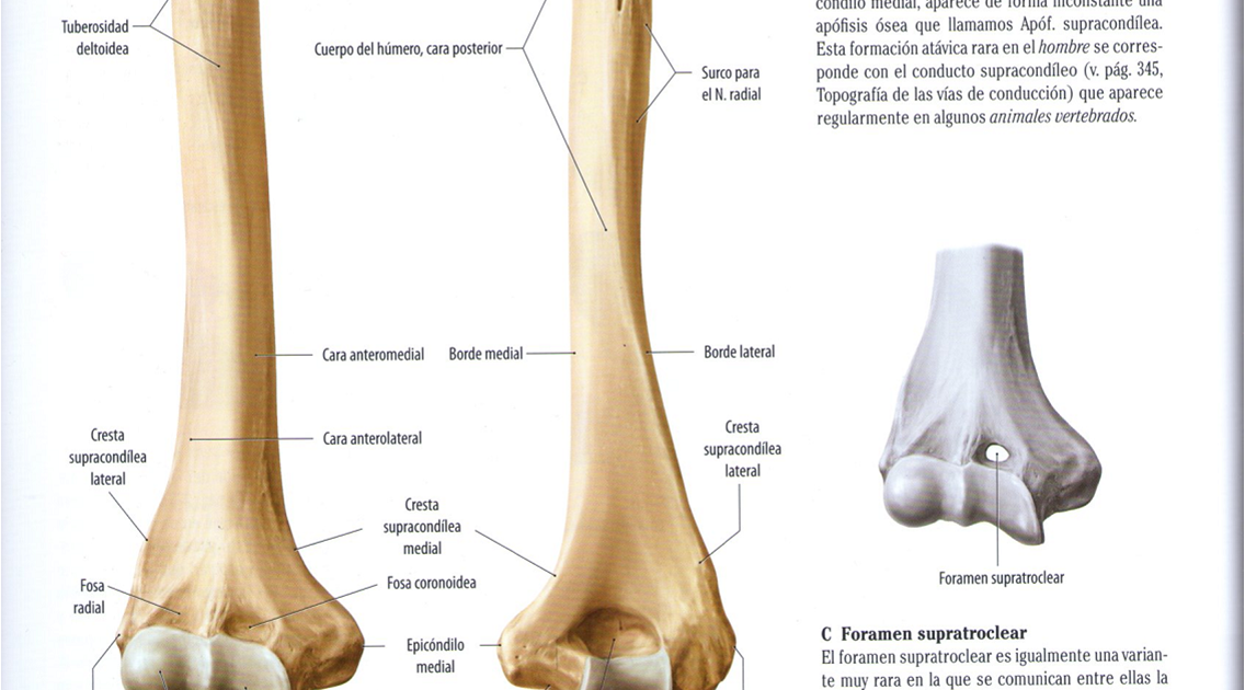 región-grupo-plano: Húmero. vista anterior-posterior