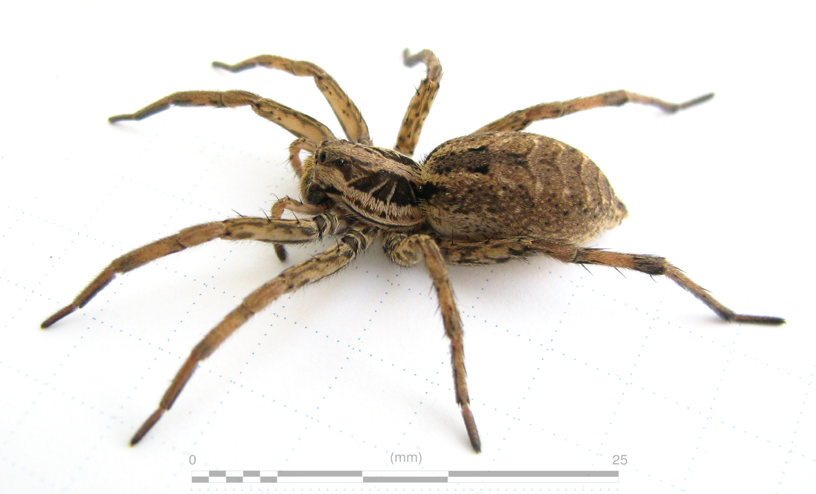 Dermapixel: agosto 2017