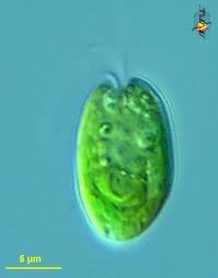 Budidaya TetraselmisHewan Peliharaan