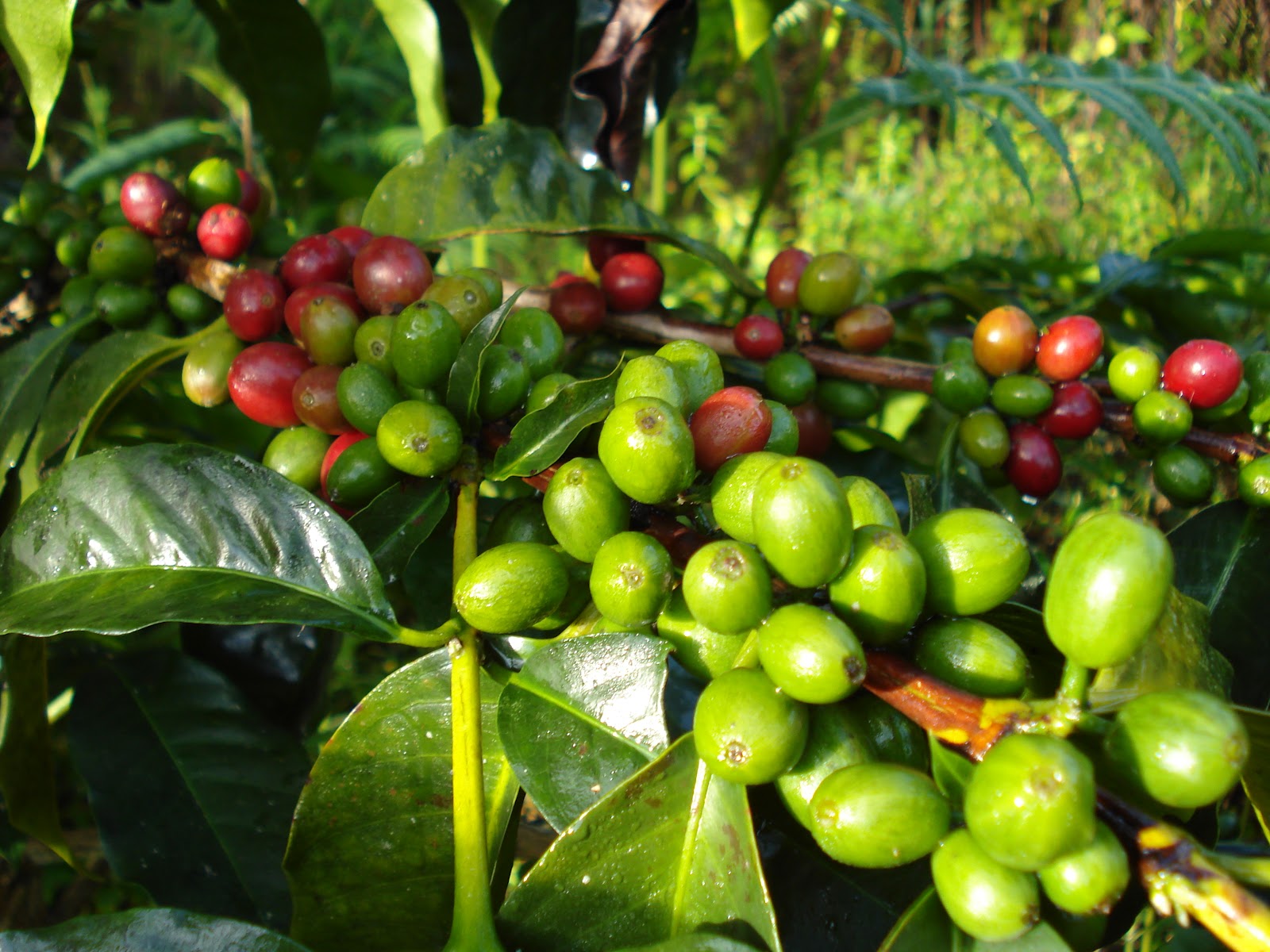 1001 Cara Membudidaya Tanaman Kopi Dengan Cara Yang benar