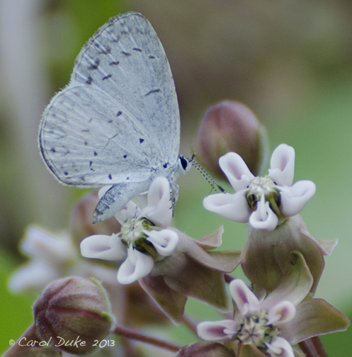 Gossamer Wings Part Two ~ Blues - Flower Hill Farm Retreat