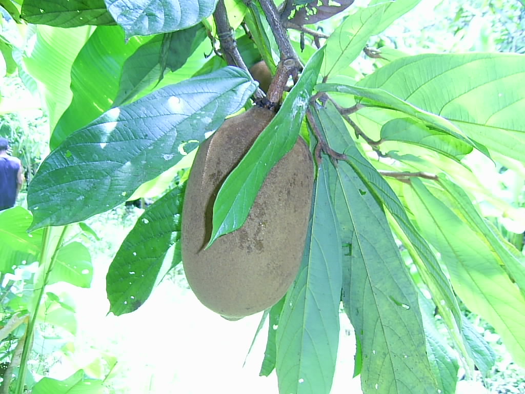 Agrofloresta Mata Atlantica Bahia: Cupulate - o saudável chocolate do ...