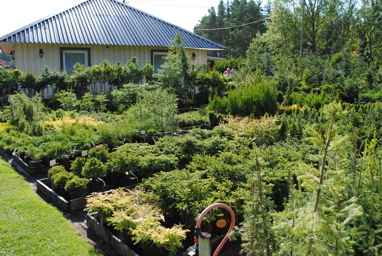 AnneAed: NURGA PUUKOOL