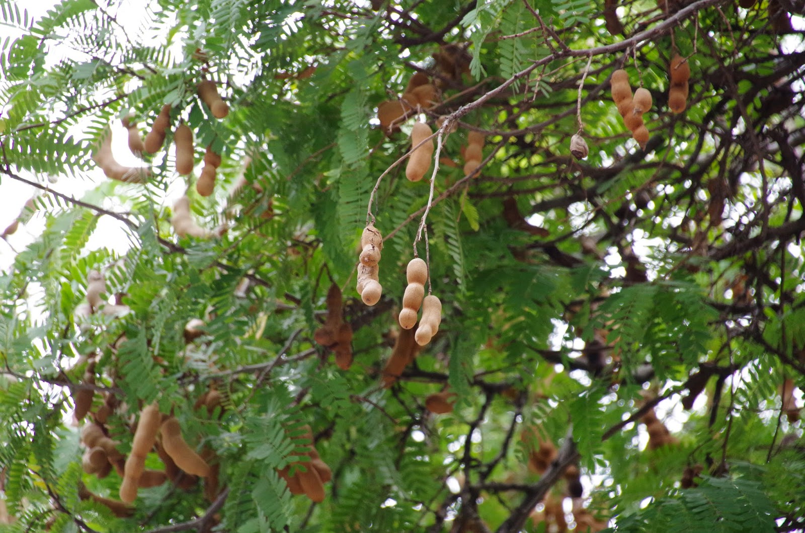 Trees and Plants: Tamarind Tree