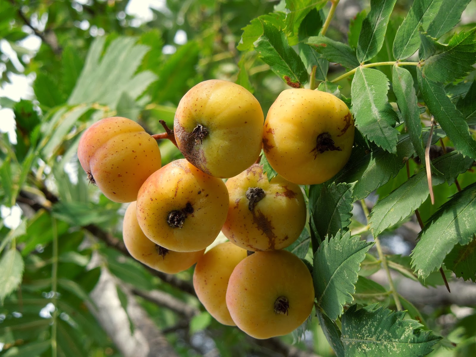 SERBAS Frutos del Serbal - BOTÀNIC SERRAT