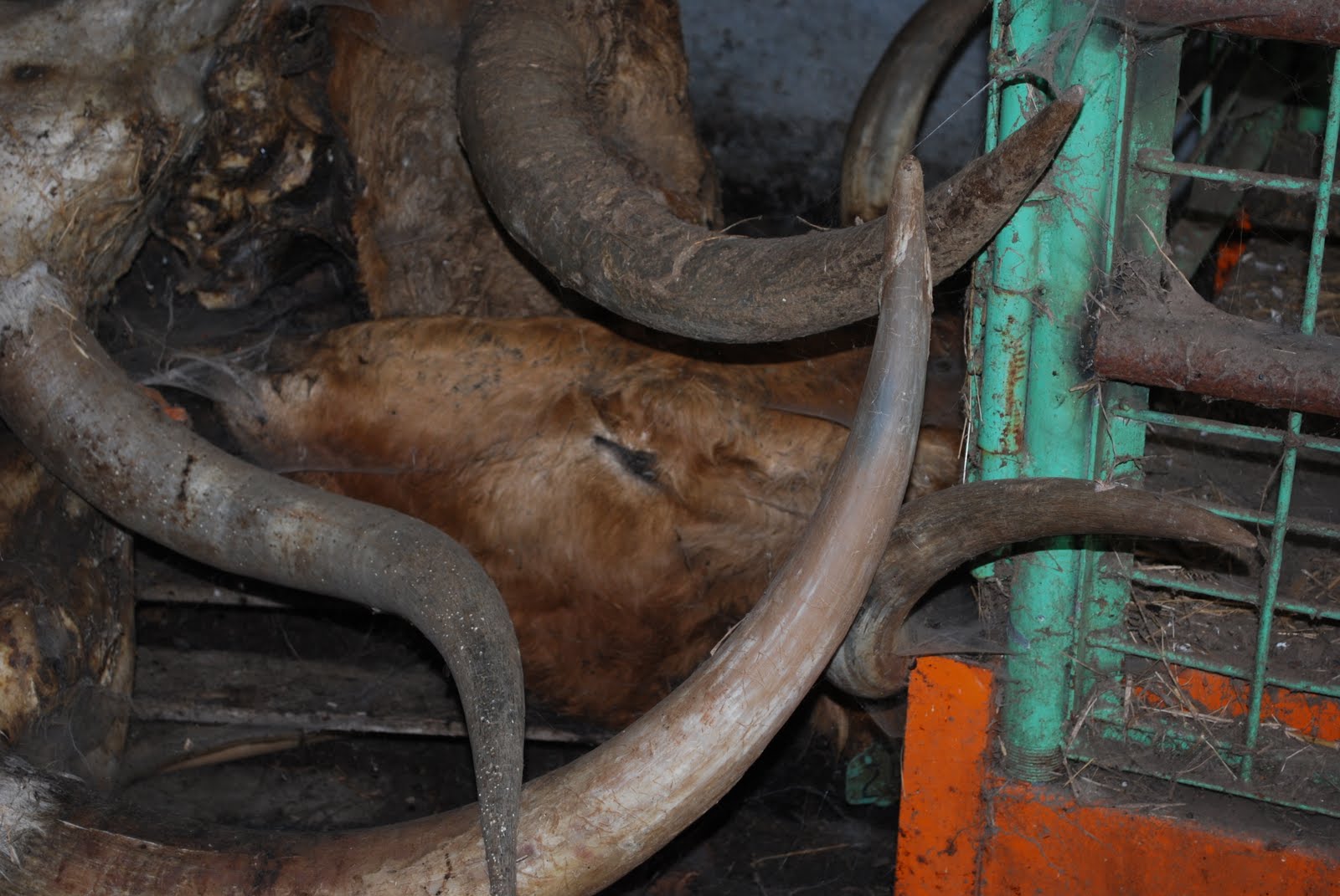 Homeschooling in the Mid-Willamette Valley: Ling Farm- Texas Long Horn ...