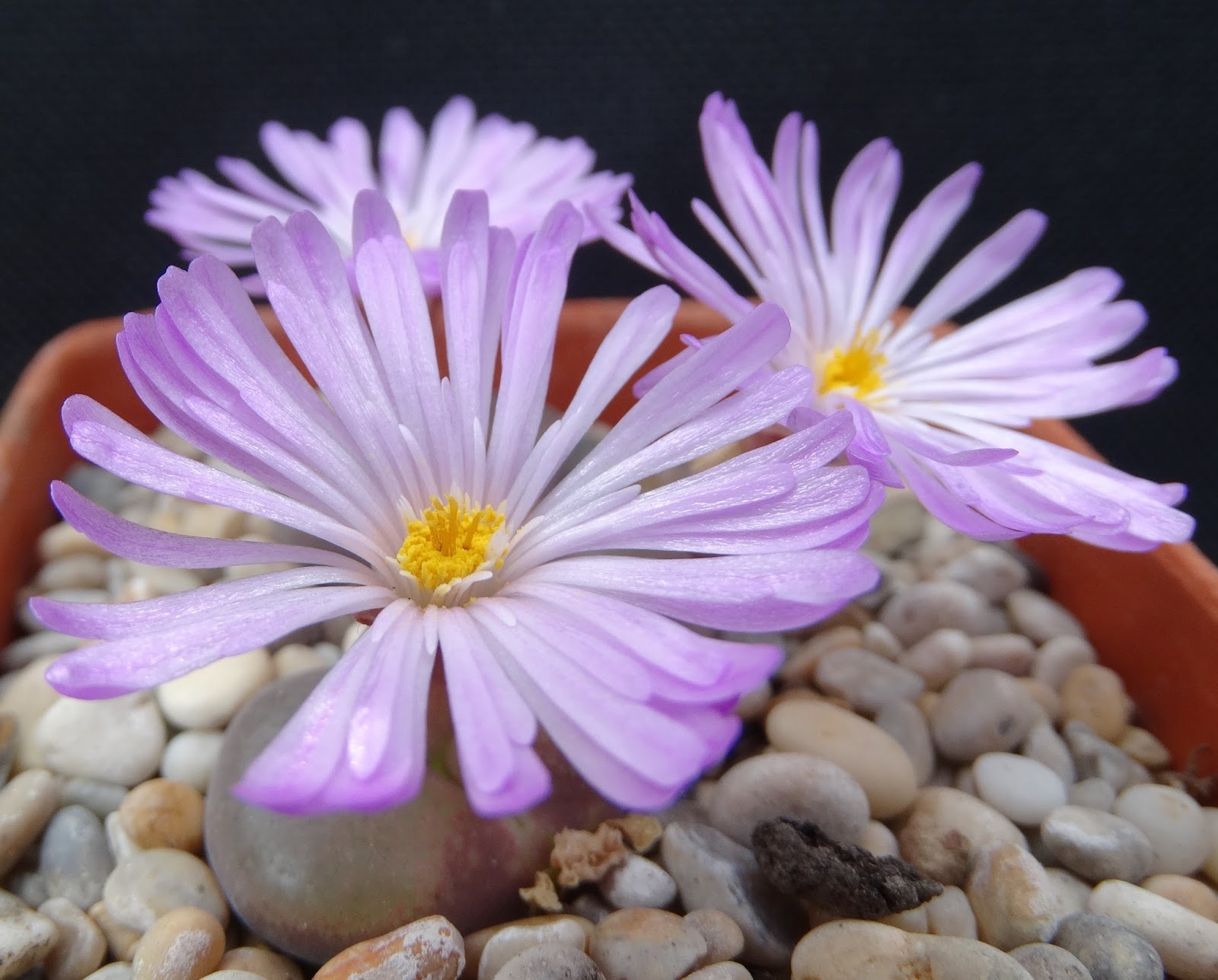 Succulent Sundae: CONOPHYTUM PRAESECTUM