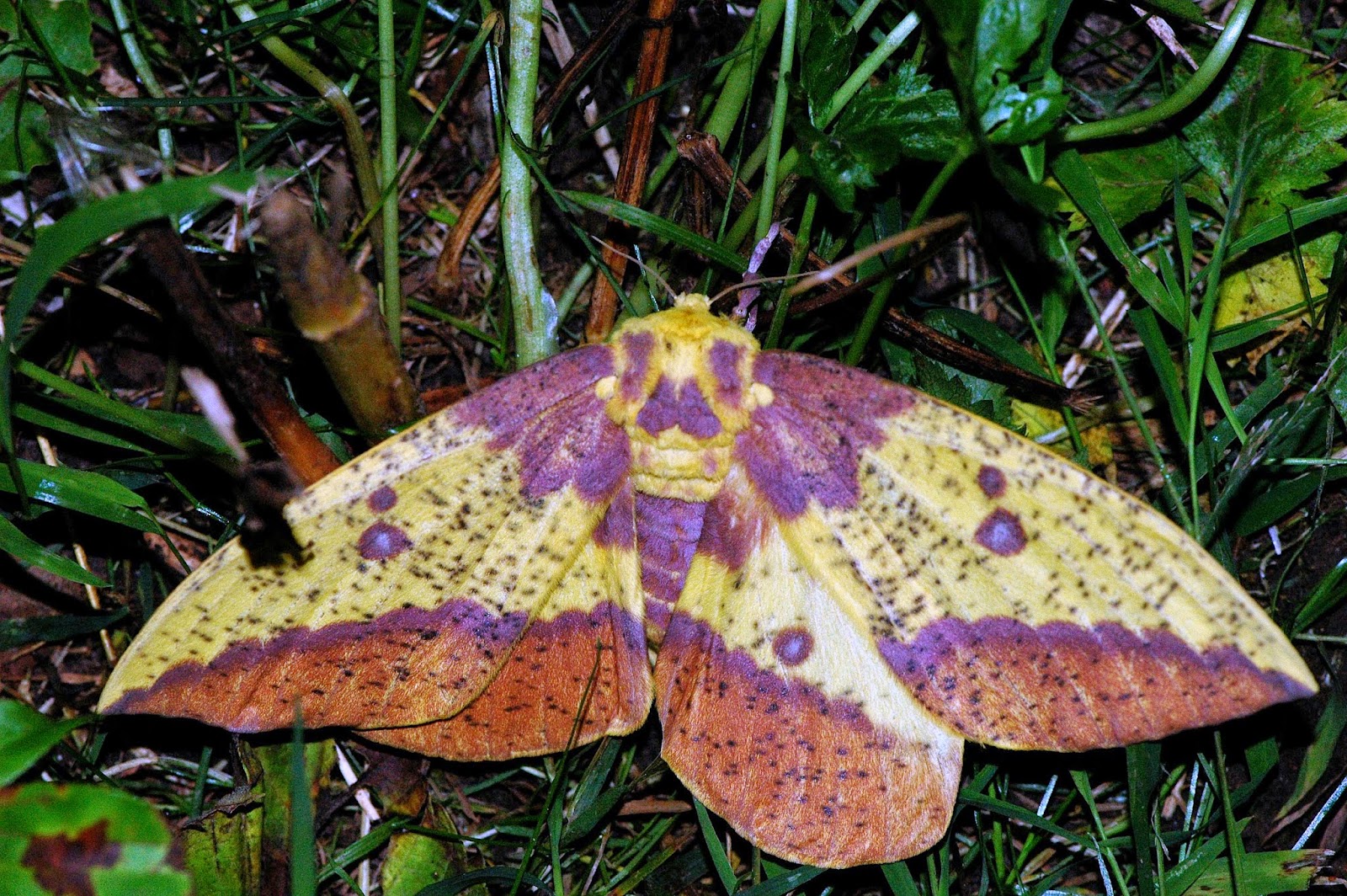 Field Biology in Southeastern Ohio: A Moth Night-just for me