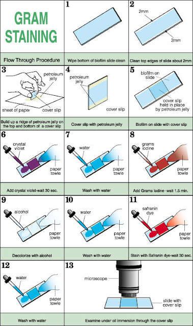 PROSEDUR PEWARNAAN GRAM - Bahan Laboratorium.Com