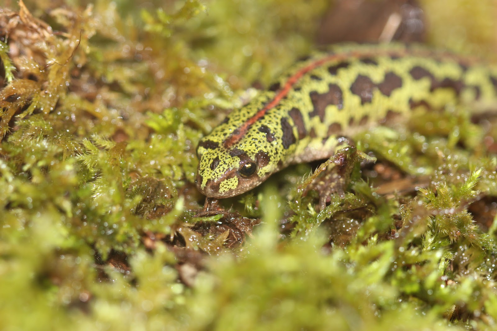 Bichos y fotos: El tritón pigmeo (Triturus pygmaeus)