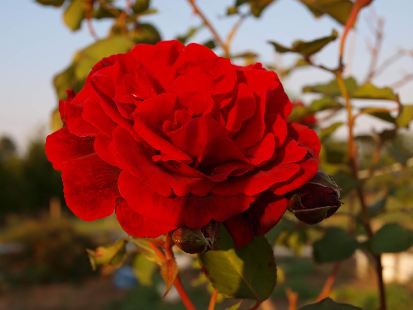 Roses in the fall...