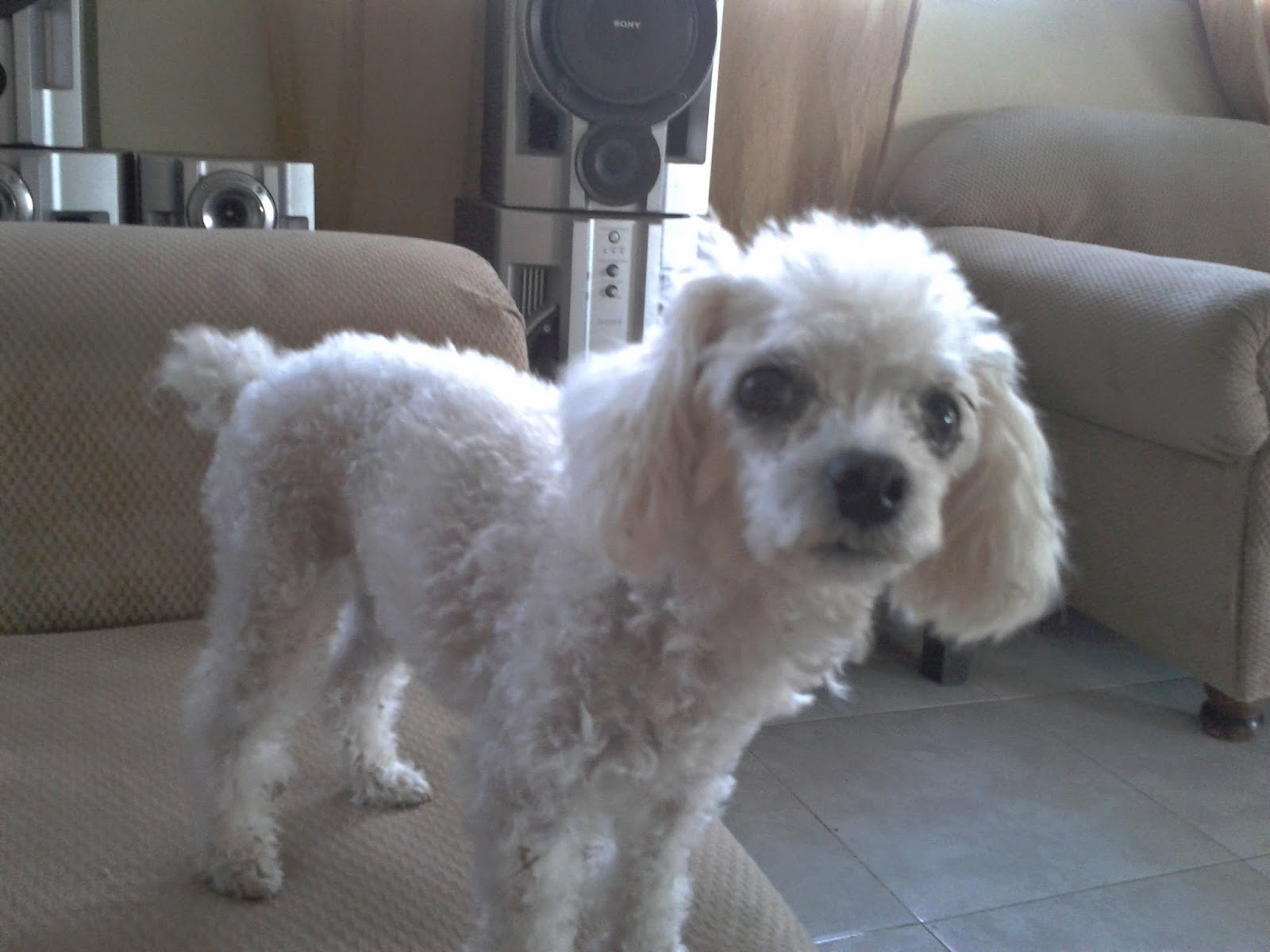 Perly, una perrita french poodle mini toy