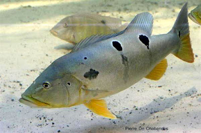 Mania de Aquário: Tucunaré (Peacock bass, Cichla sp.)