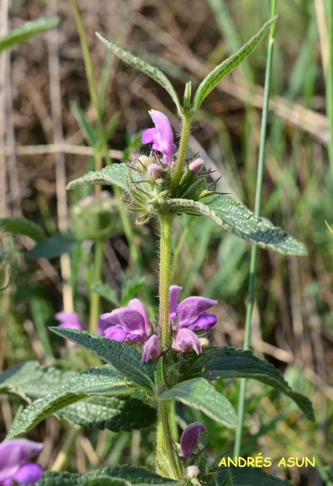 Flores silvestres de la Cordillera Cantábrica: LABIADAS - Labiatae