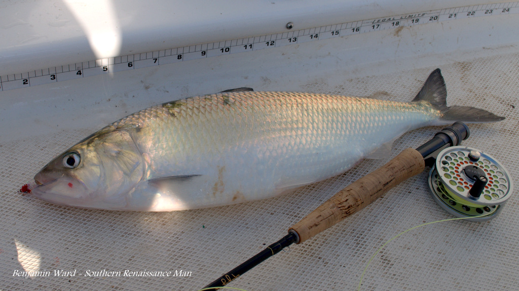 Southern Renaissance Man: James River Shad Fishing Report - March 2013