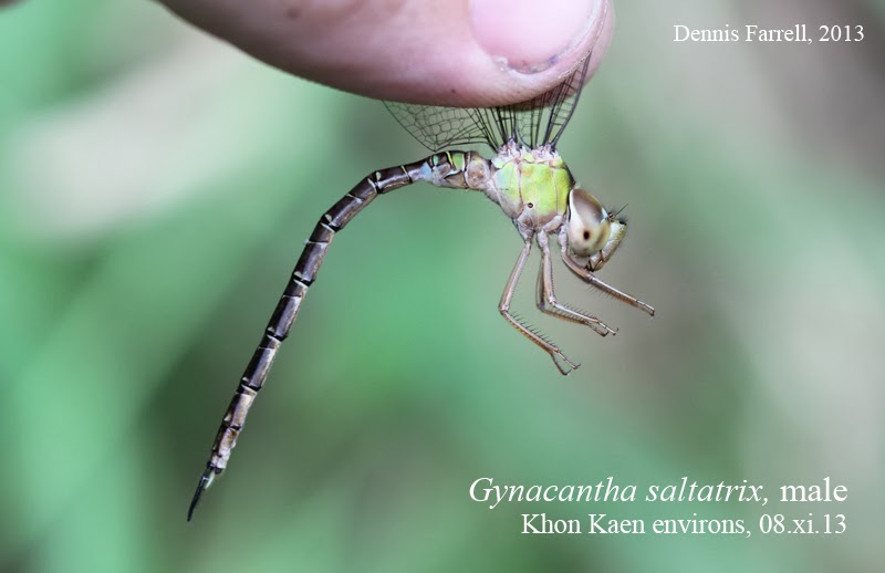 Dragonflies & damselflies of Thailand: A very short trip to Khon Kaen
