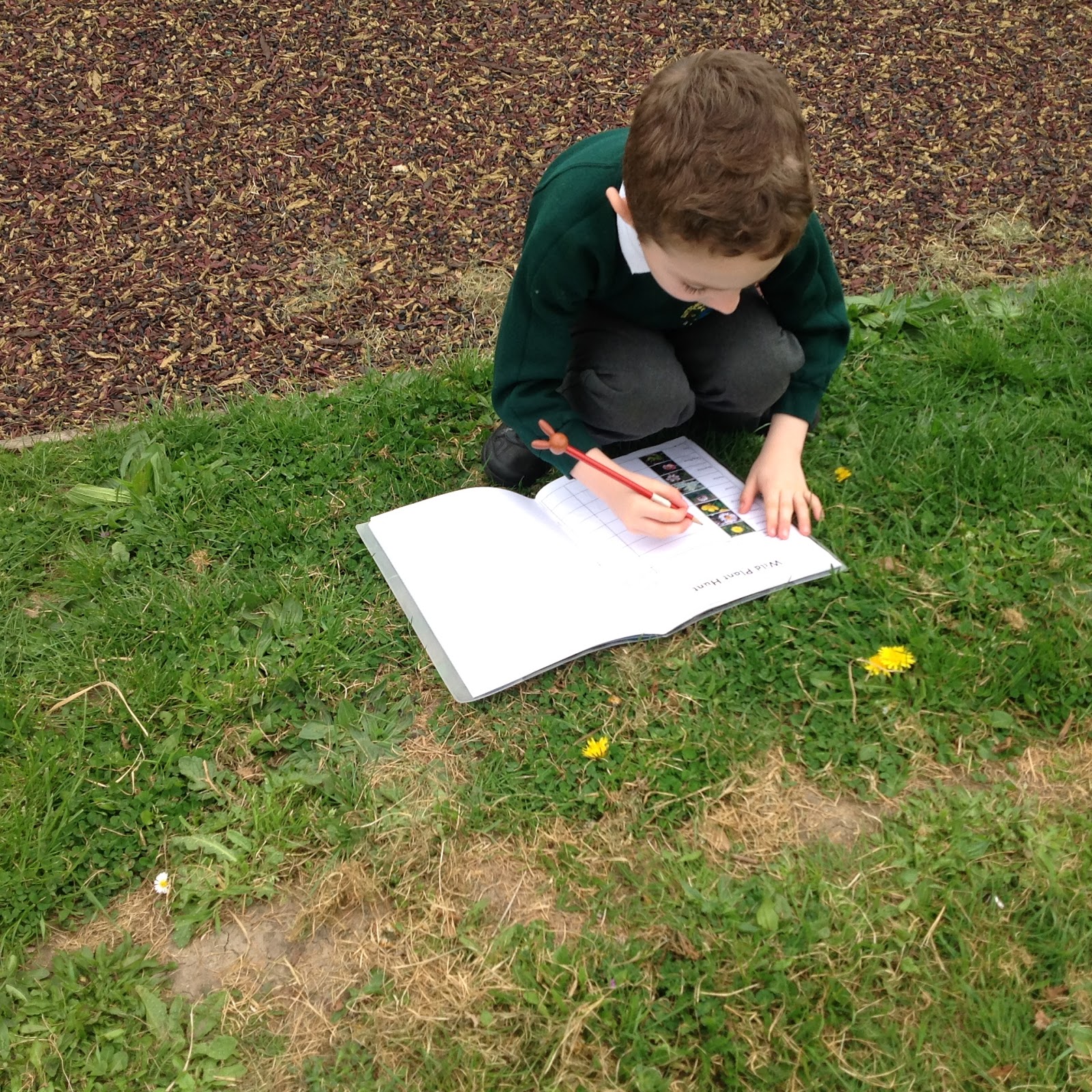 Suttons Primary School: 1MS - Wild Plant Hunt - Science