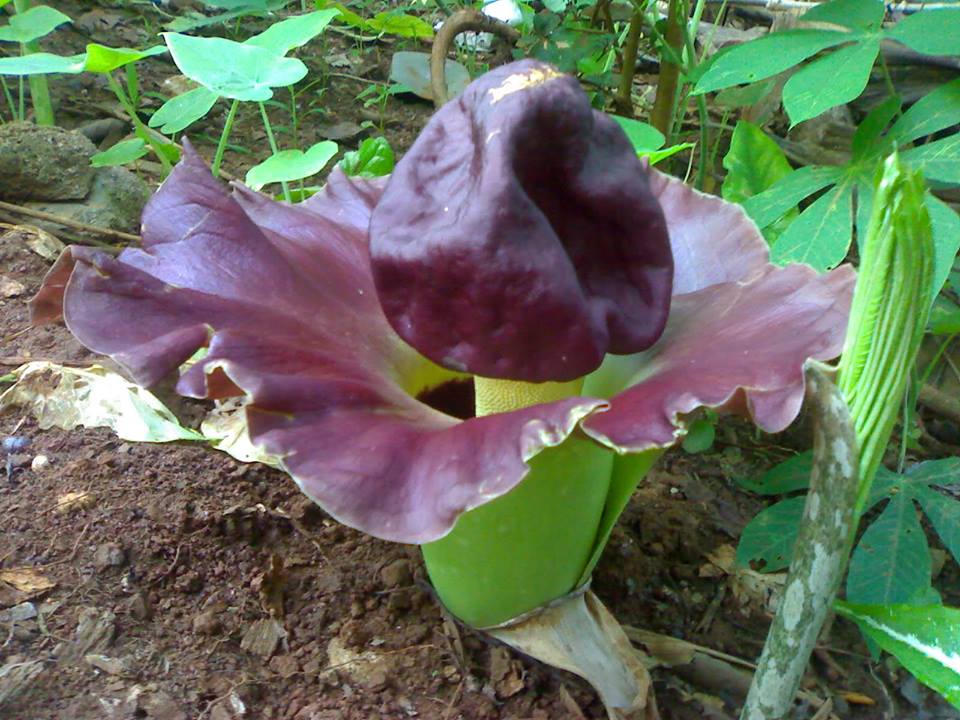 කිඩාරම් [Kidaram] (Amorphophallus paeoniifoliu) ~ අපේ ඔසුපැළ Medicinal ...