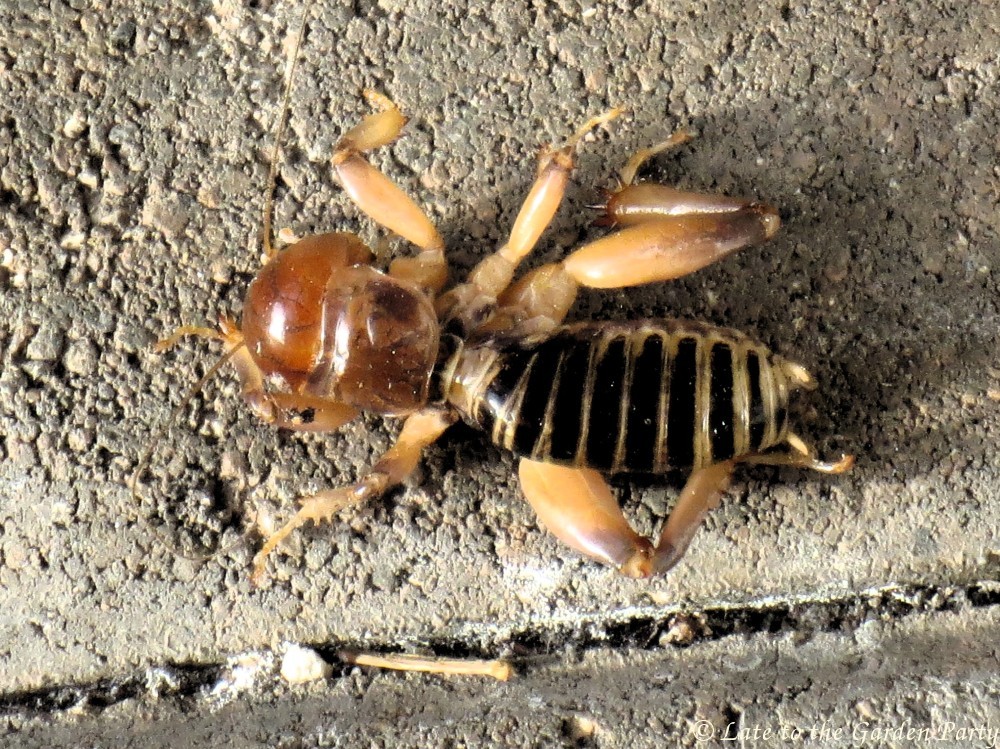 Late to the Garden Party: Wednesday Vignette: Modern Day Monsters ...