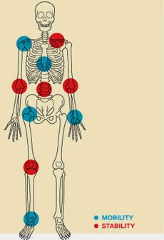 Kinesiology & Sport Review: Joint Mobility & Stability: To Brace or Not ...