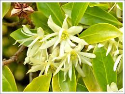 Stamina kuat herbal: Manfaat Bunga Lawang