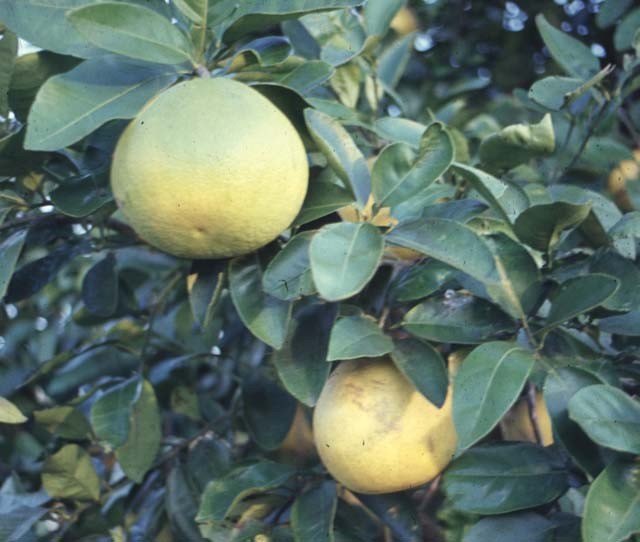 Growing Red Grapefruit Trees