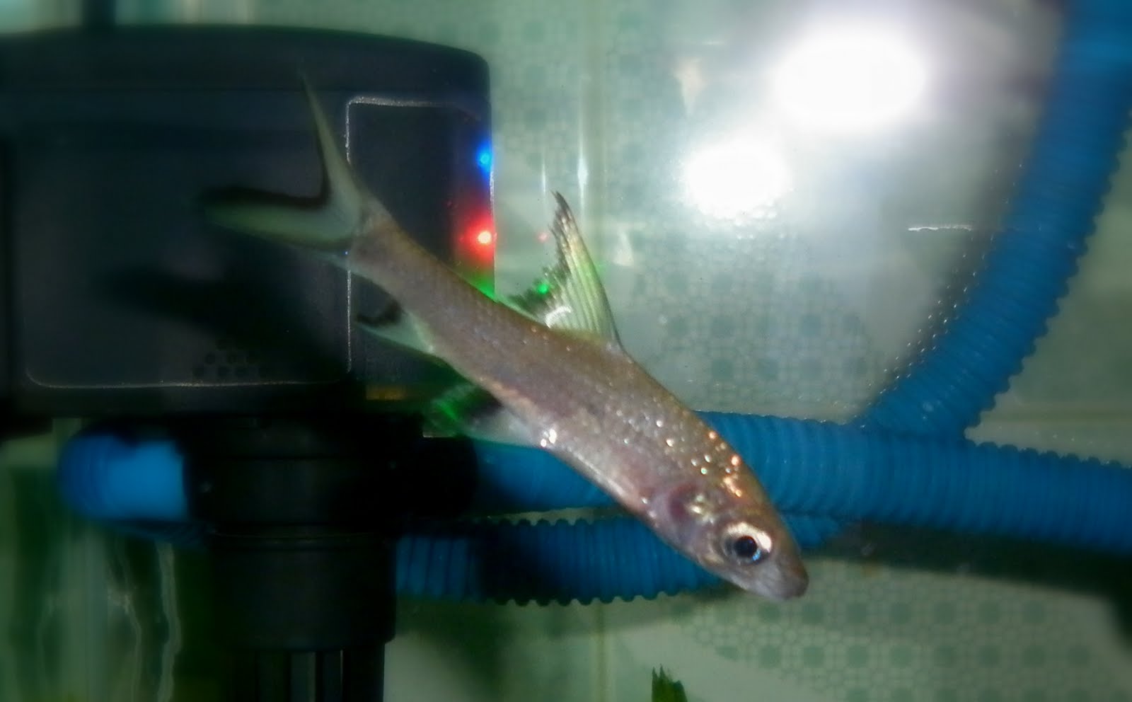 Fish World: Bala Shark