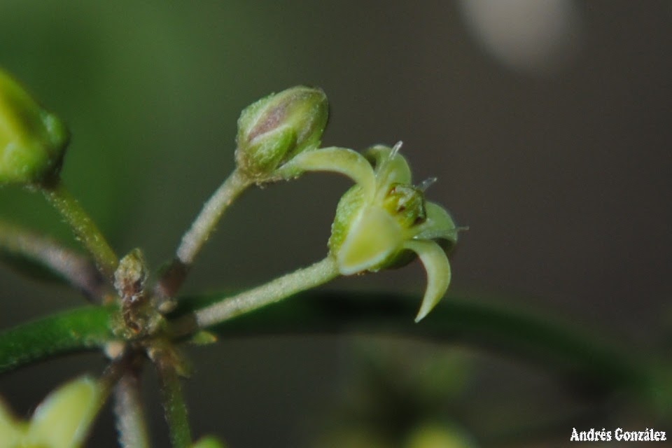 FOTOS DE FLORA NATIVA Y ADVENTICIAS DE URUGUAY : Orthosia virgata ...