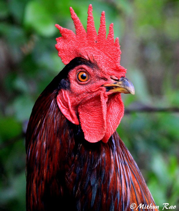 Mithun: Bird Photography