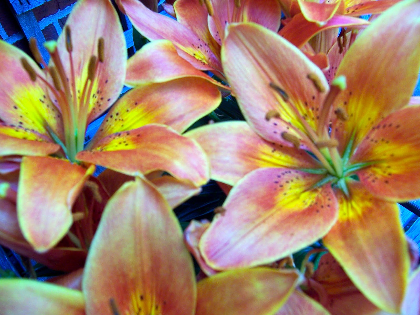 Samplings from Spring Creek: The May Flowers