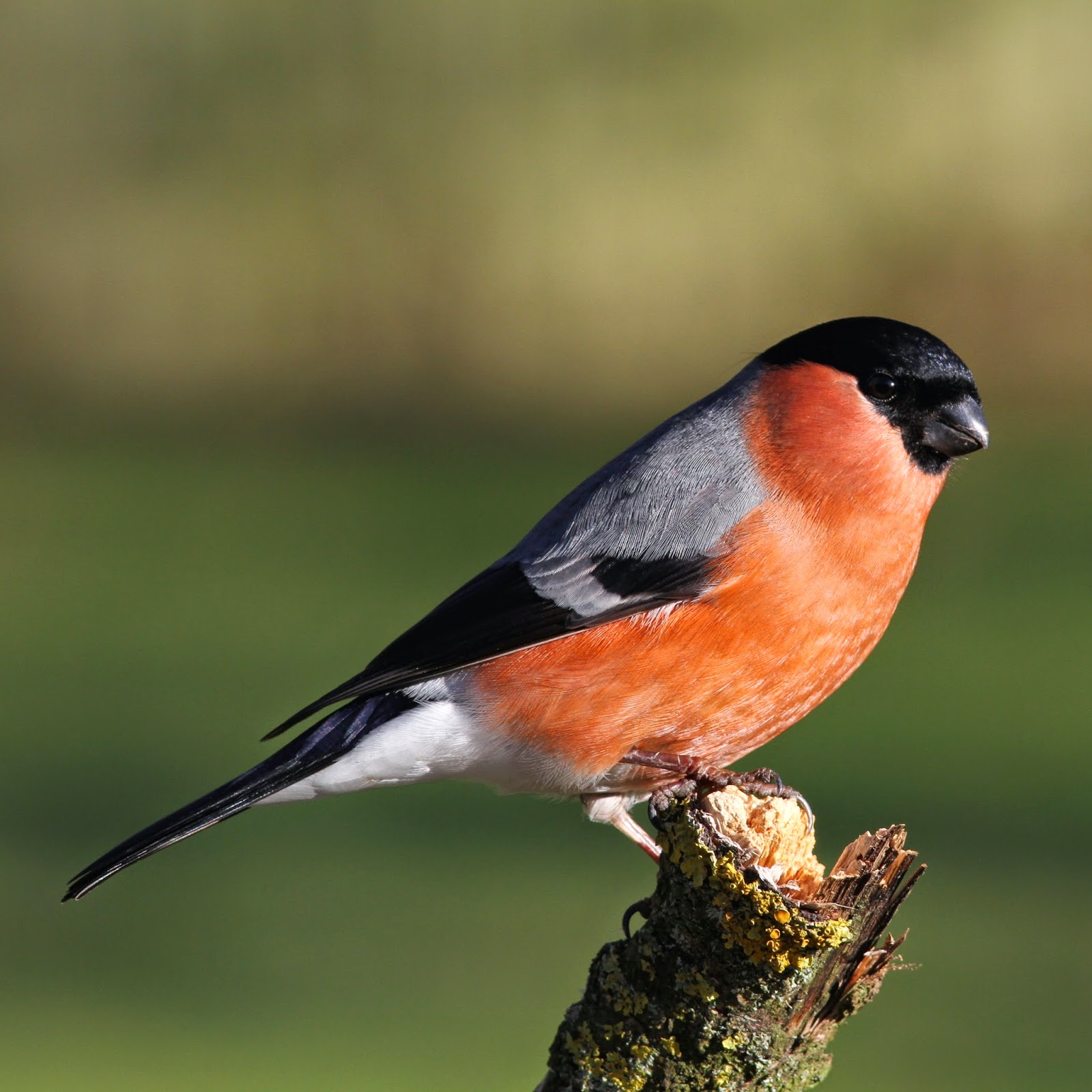 TrogTrogBlog: Bird of the week - Bullfinch
