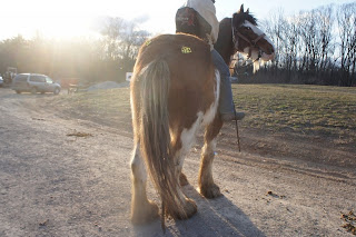 The Ethics of Equine Rescue: The Roach Backed Clyde - A Win for the ...