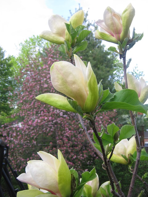 Anja's life in Canada: Magnolia Sunsation