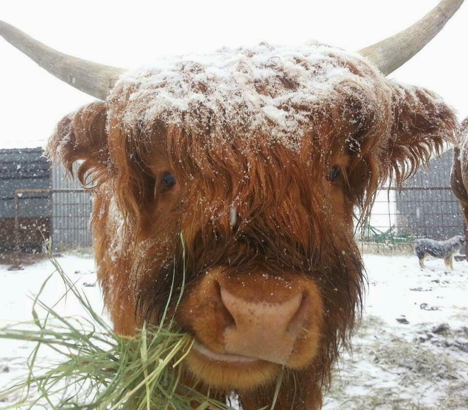 Funny animals of the week - 13 February 2015 (40 pics) | Amazing Creatures