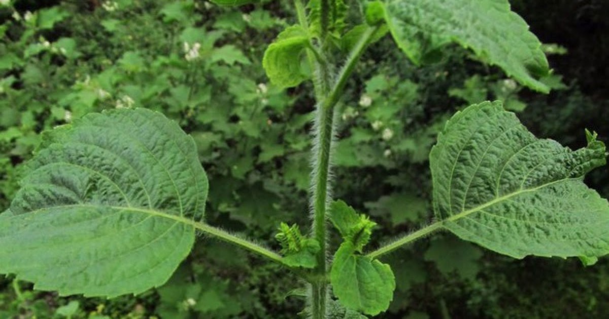 Medicinal Plants: Perilla frutescens Shiso Pachnotka zwyczajna