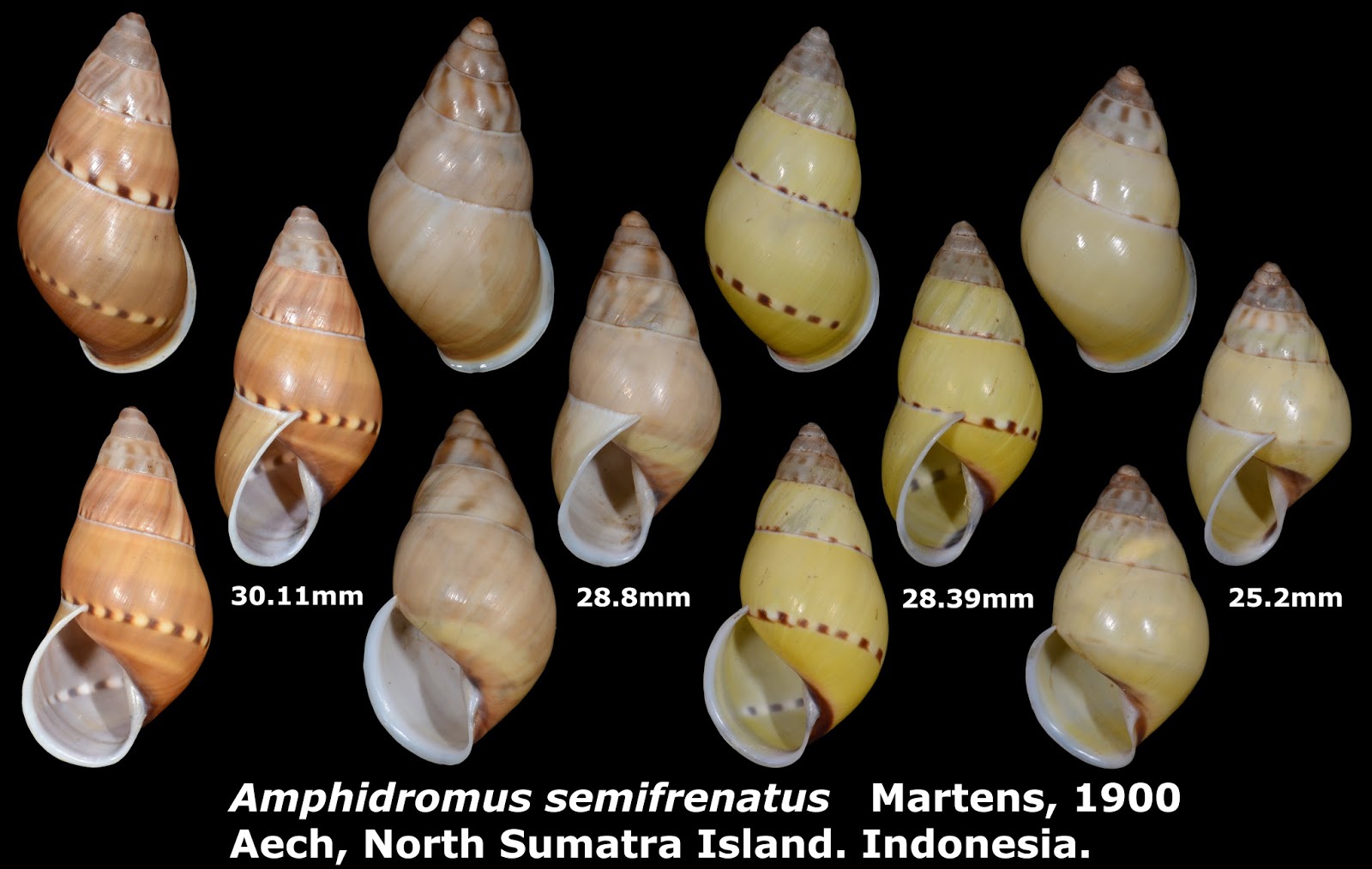 Dr. Lee's Gallery Museum: Amphidromus semifrenatus 25.2 to 30.11mm
