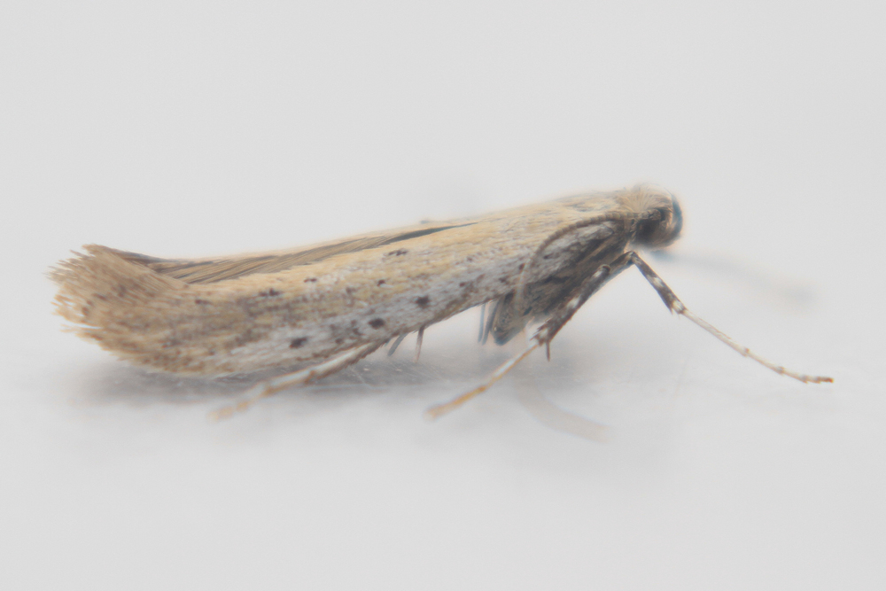 Islay Natural History Trust: Danny Arnold's moths